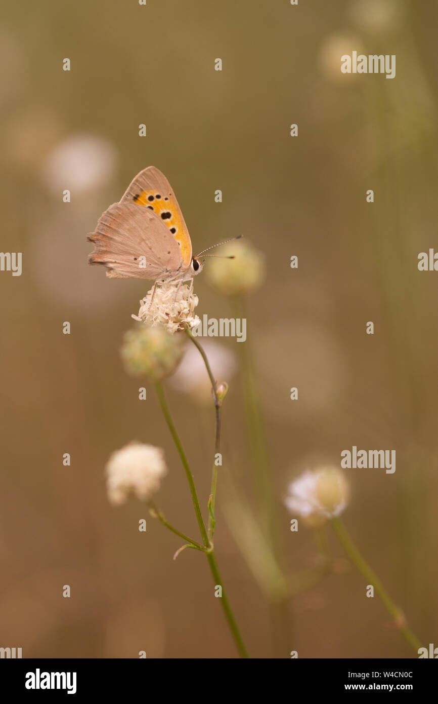 side view of the Small Copper butterfly, American Copper or the Common ...