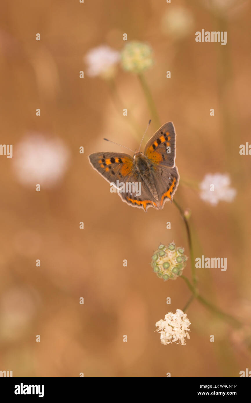 The Small Copper butterfly, American Copper or the Common Copper ...