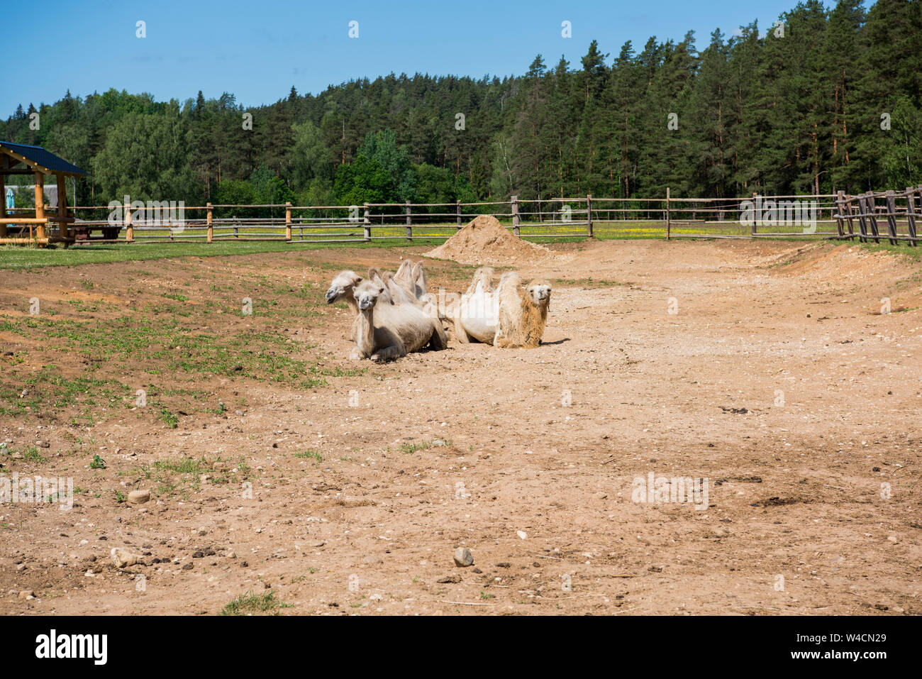 Front view of two humped Camel sitting ground Stock Photo - Alamy