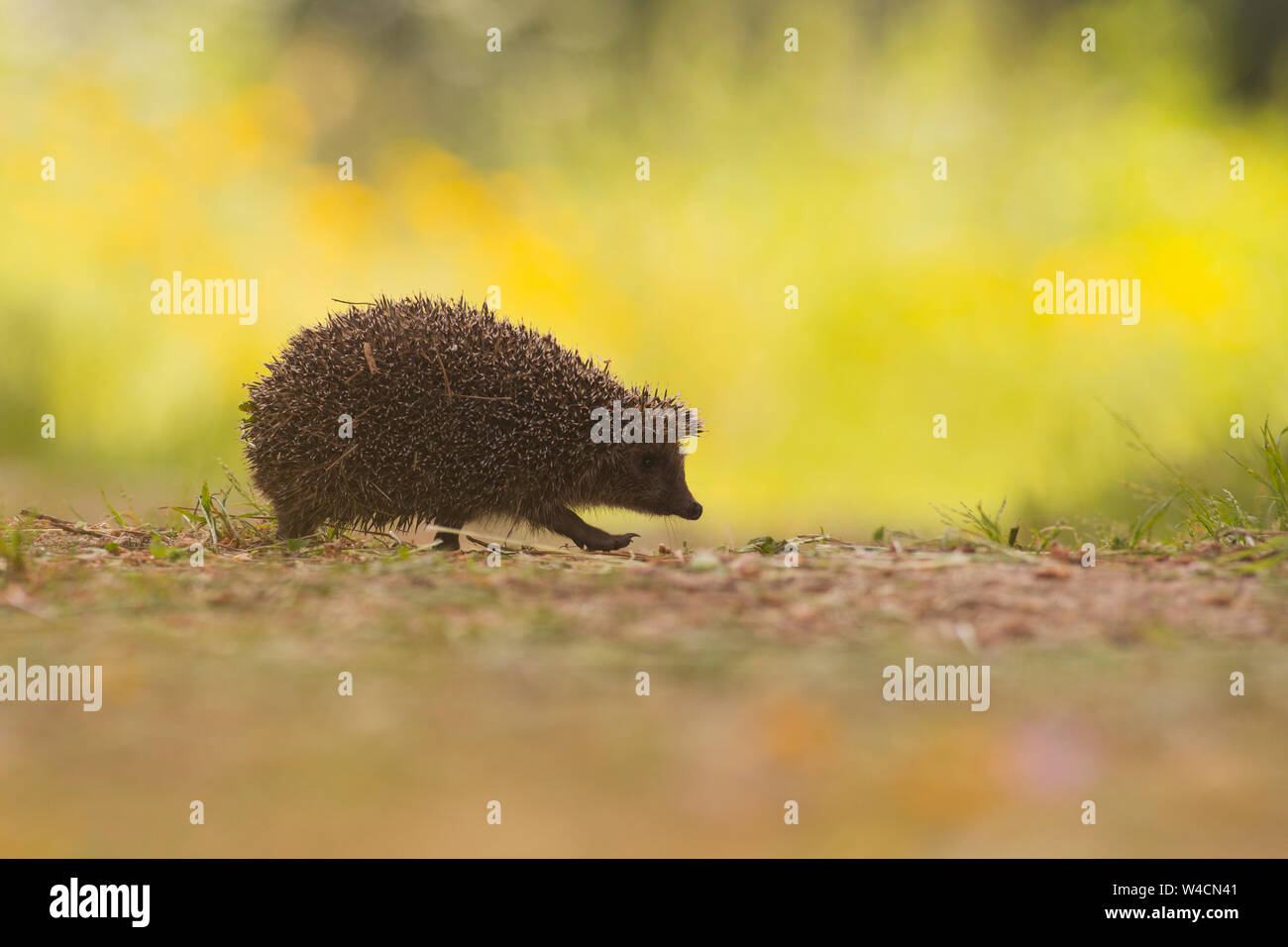 southern white-breasted hedgehog (Erinaceus concolor), The hedgehog is ...