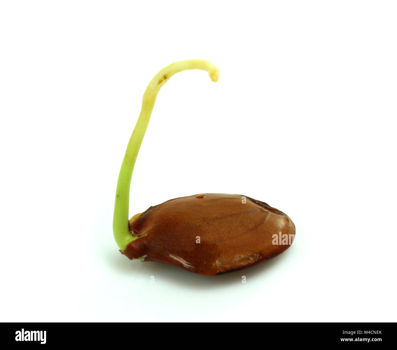 Germinating seed isolated Stock Photo - Alamy
