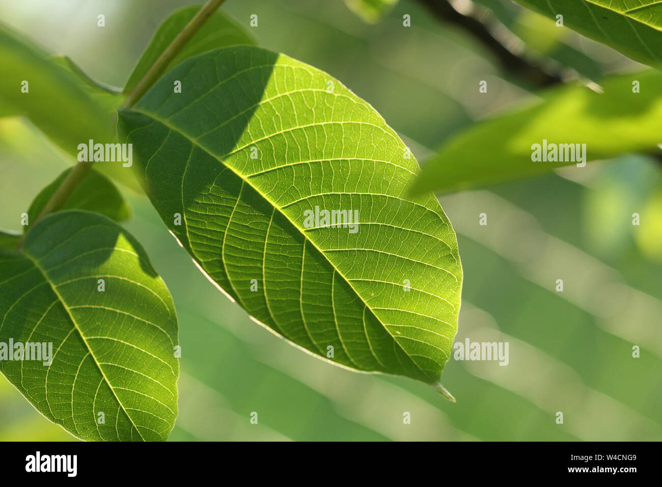 Green leaf of common walnut tree. Beautiful lighting and shadows Stock ...