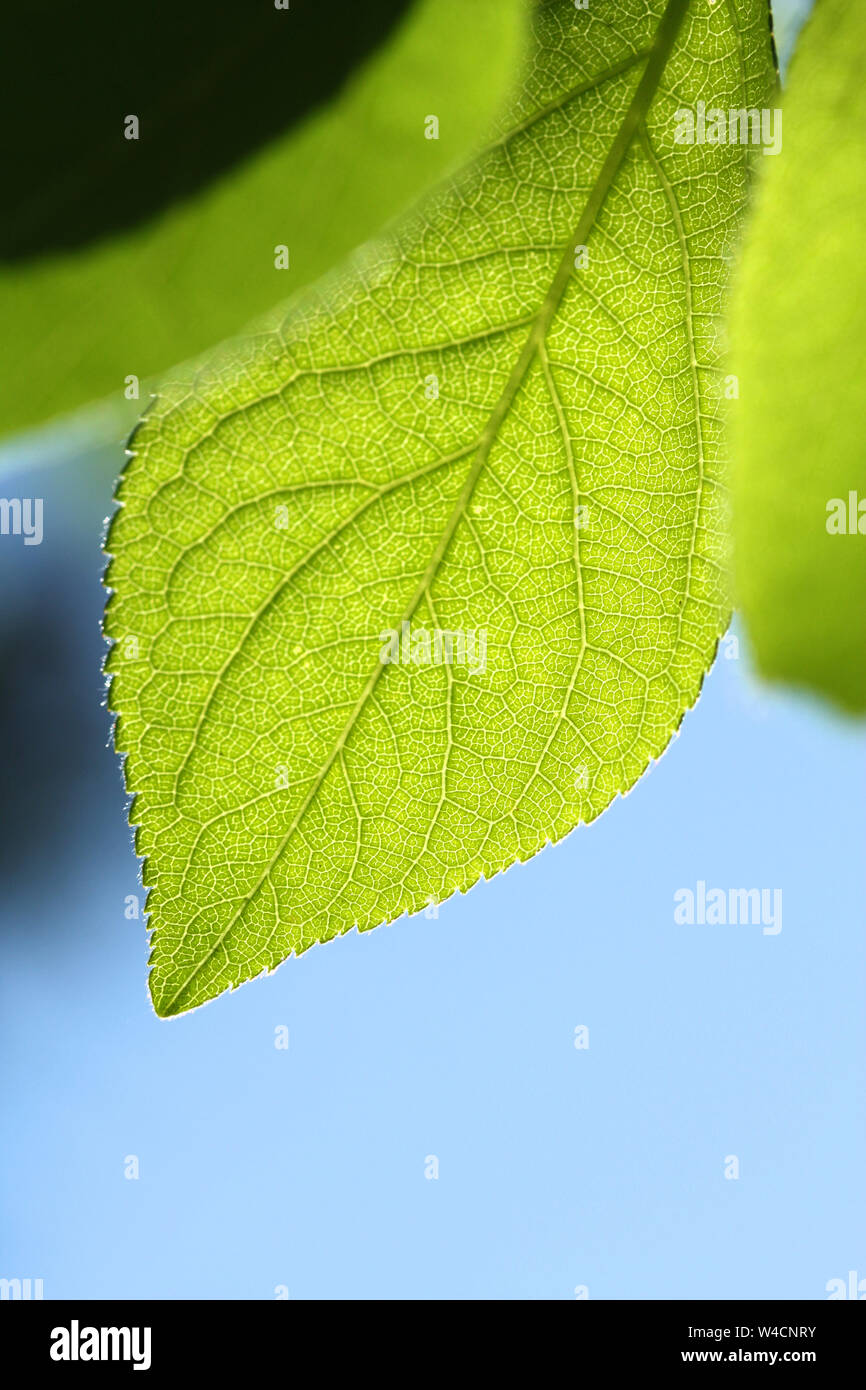 Green leaf and eco hi-res stock photography and images - Alamy