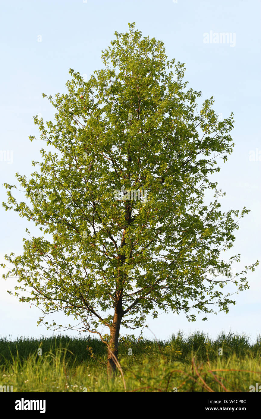 Single green poplar tree Stock Photo - Alamy