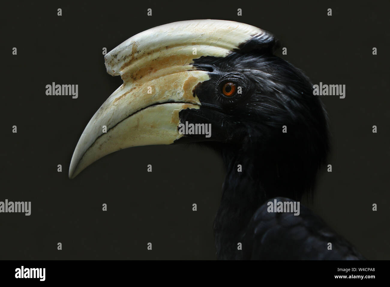 Black bird large beak thailand hi-res stock photography and images - Alamy