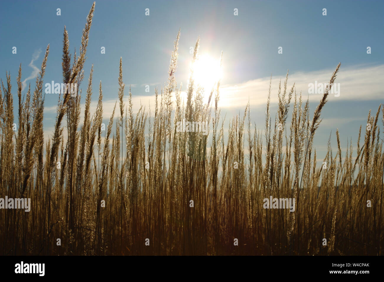 Late summer or autumnal rural sunny landscape. Dry grasses field Stock ...