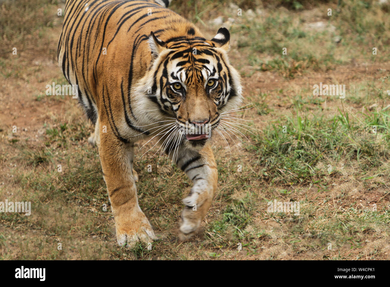 Posed animal hi-res stock photography and images - Alamy
