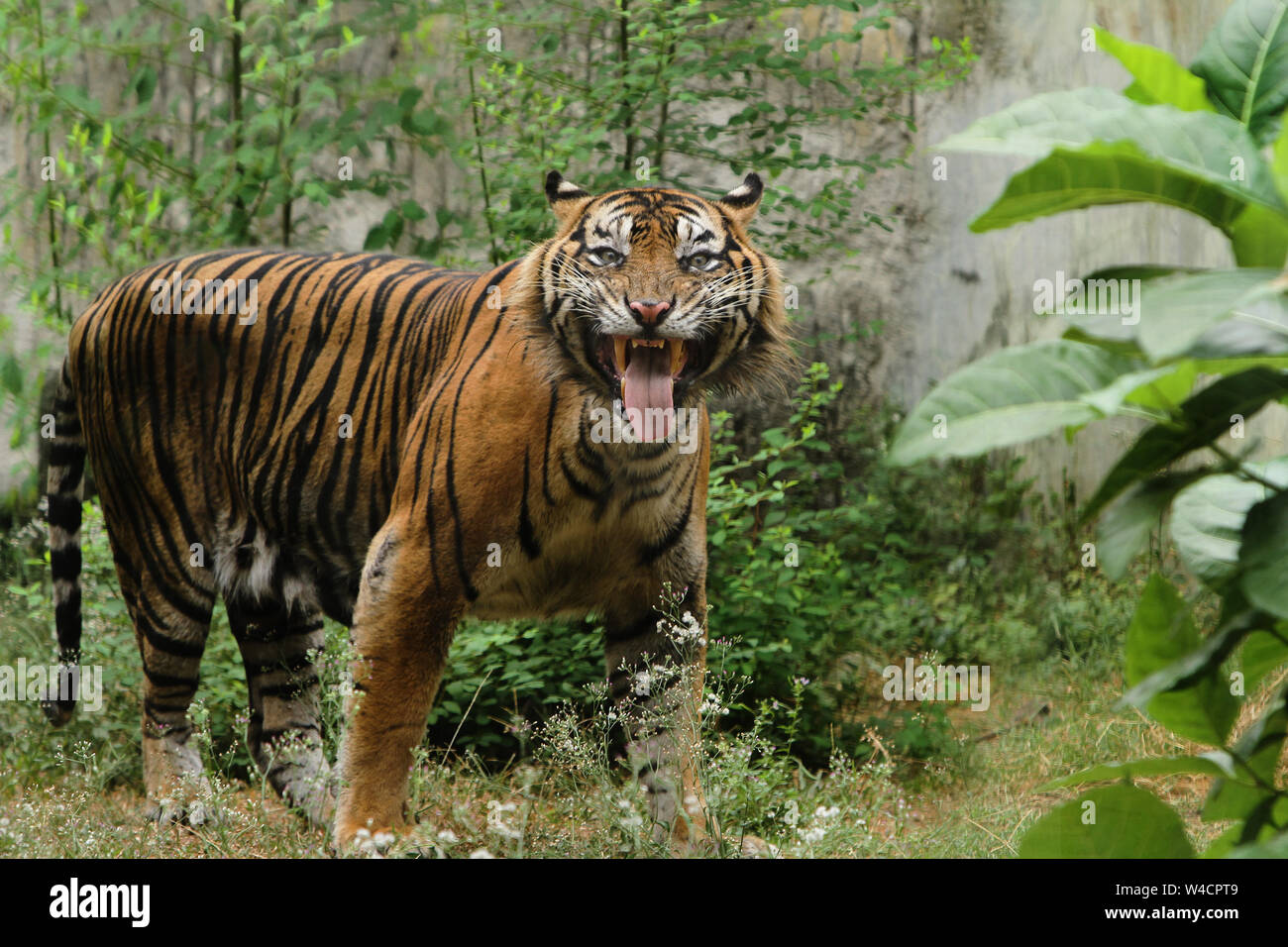 Joyfull hi-res stock photography and images - Alamy