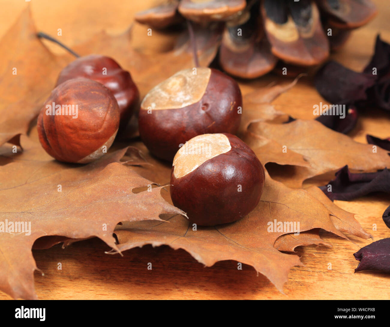 Autumn horse chestnuts and leaves composition Stock Photo - Alamy