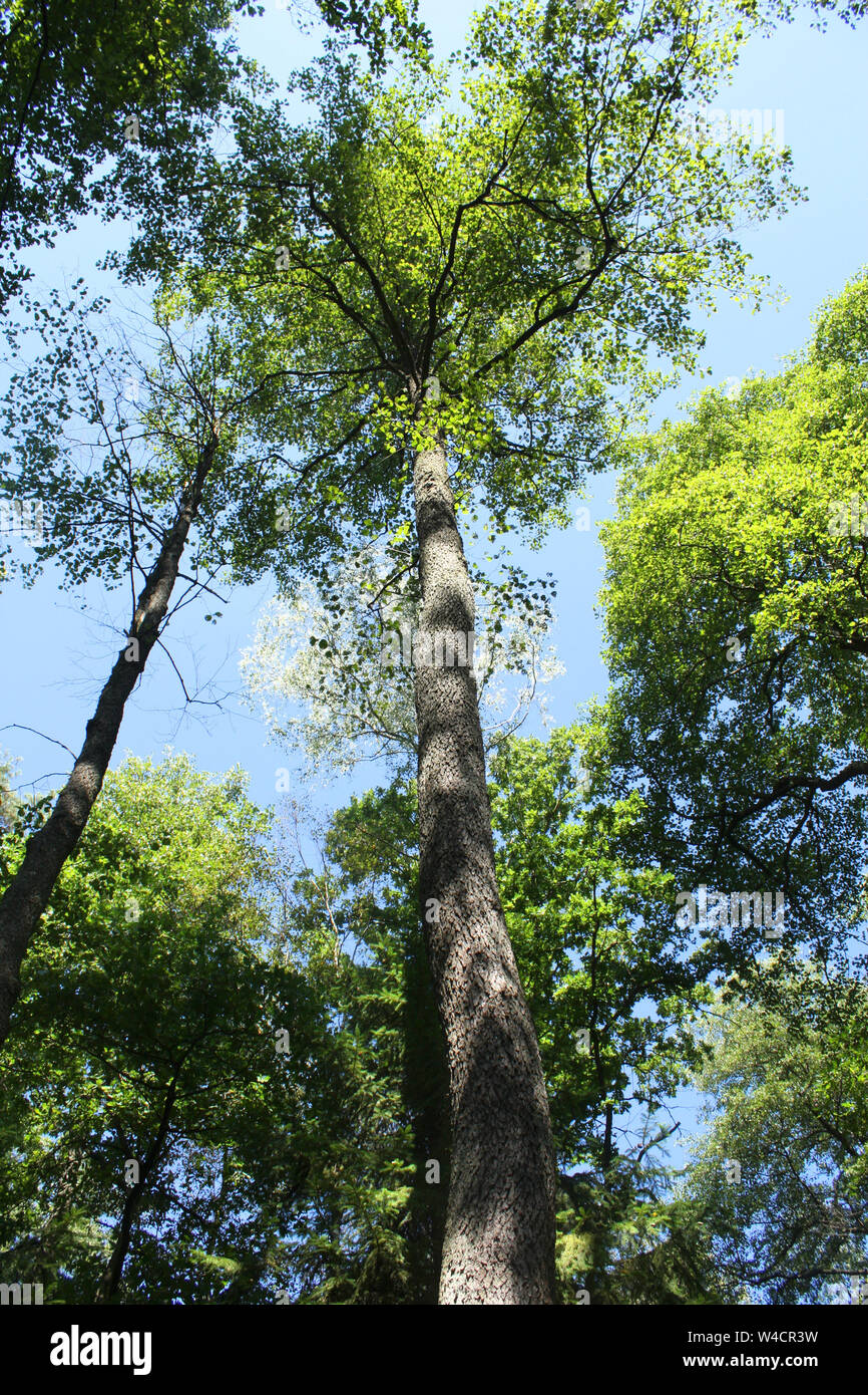 Decidous trees hi-res stock photography and images - Alamy