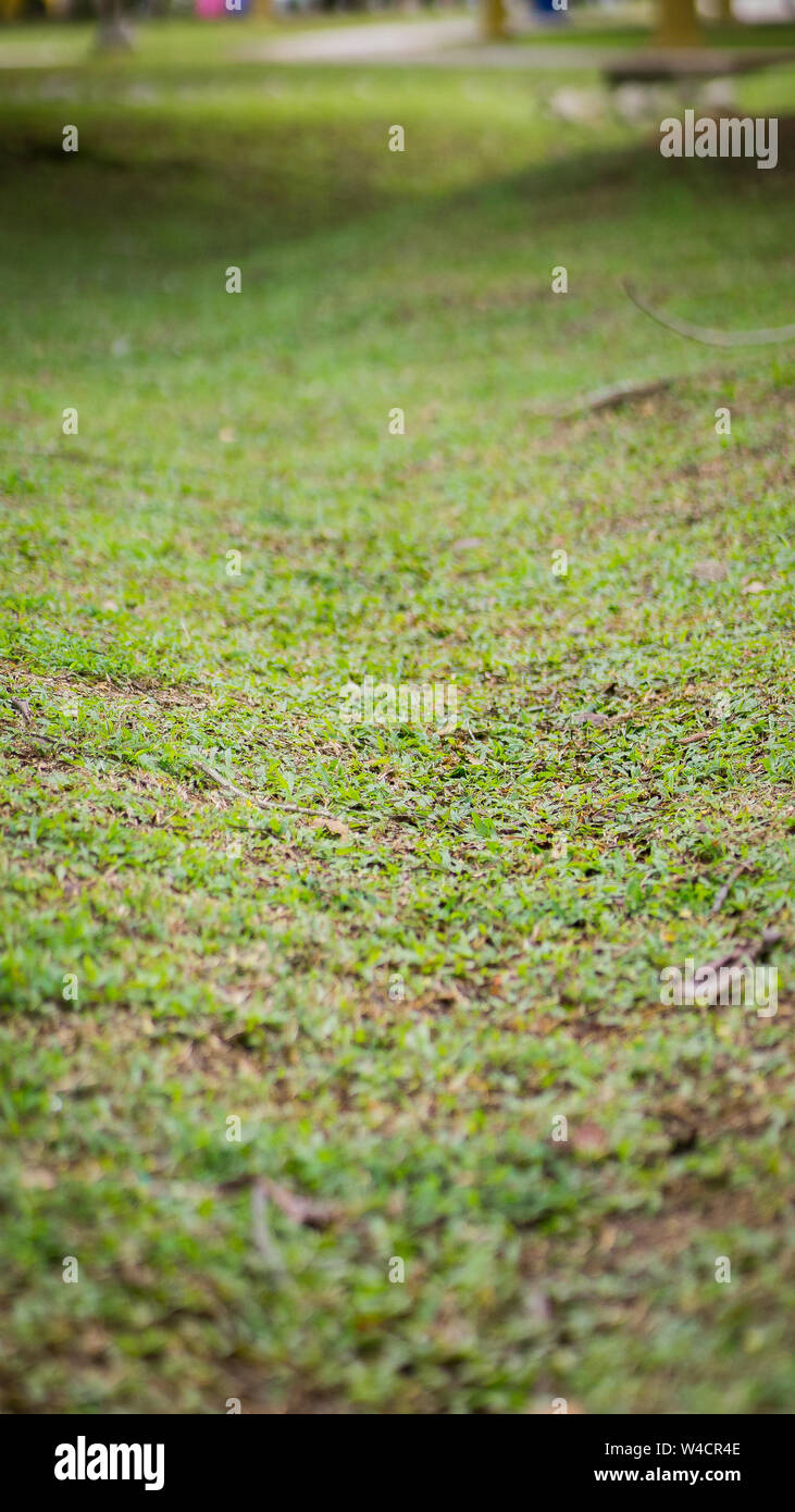 Green grass background texture. Element of design Stock Photo - Alamy