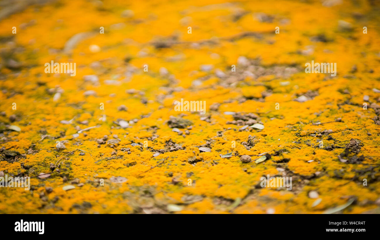 Moss texture. Moss background. Yellow moss on grunge texture ...