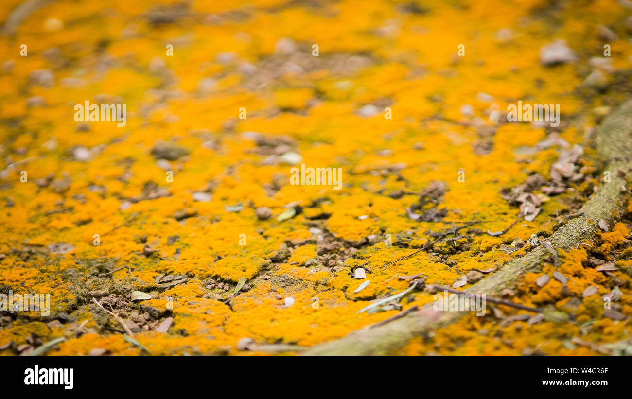 Moss texture. Moss background. Yellow moss on grunge texture ...