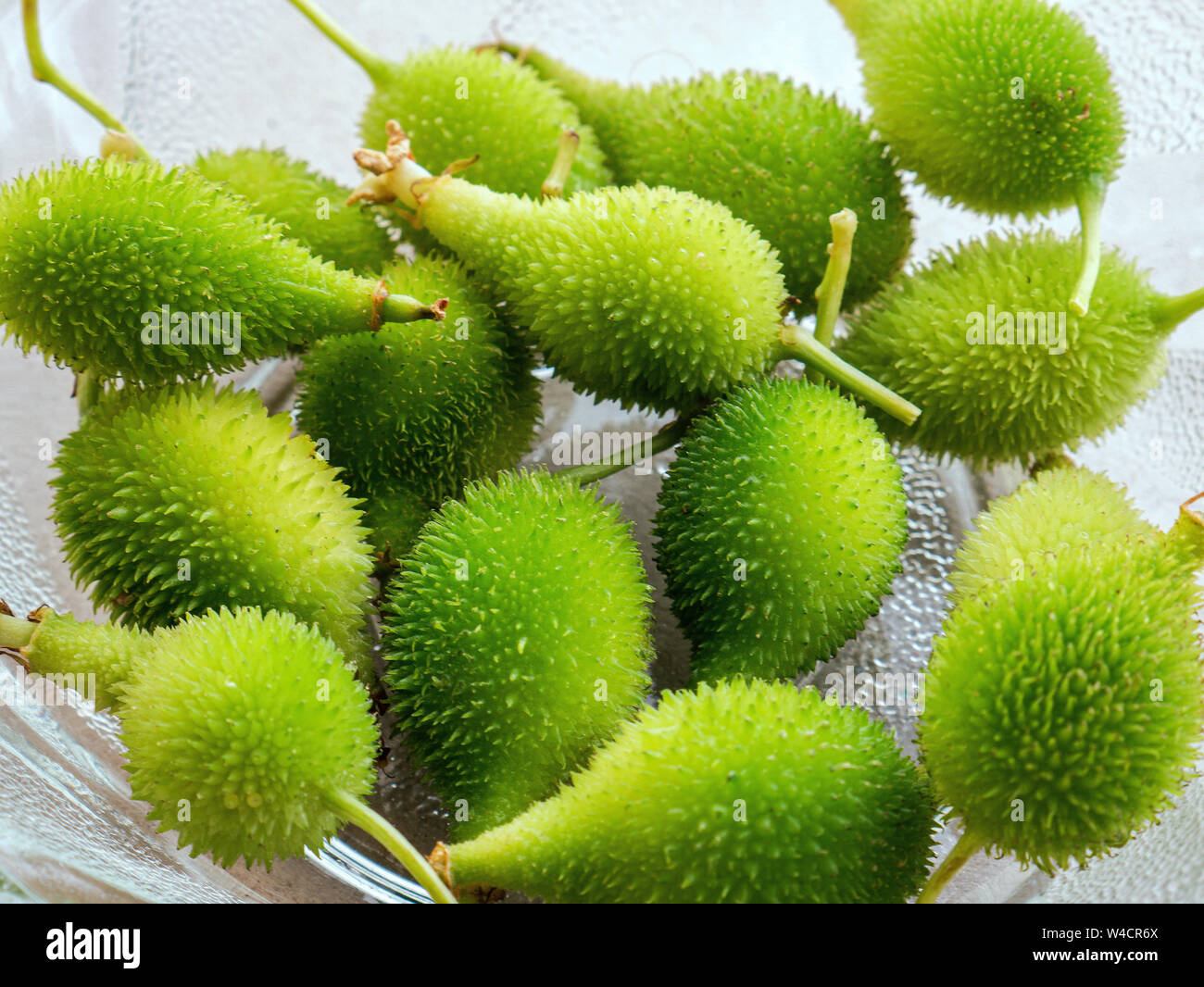 22 Jul 2019 Momordica dioica or kakoda tropical vegetable Kalyan near ...