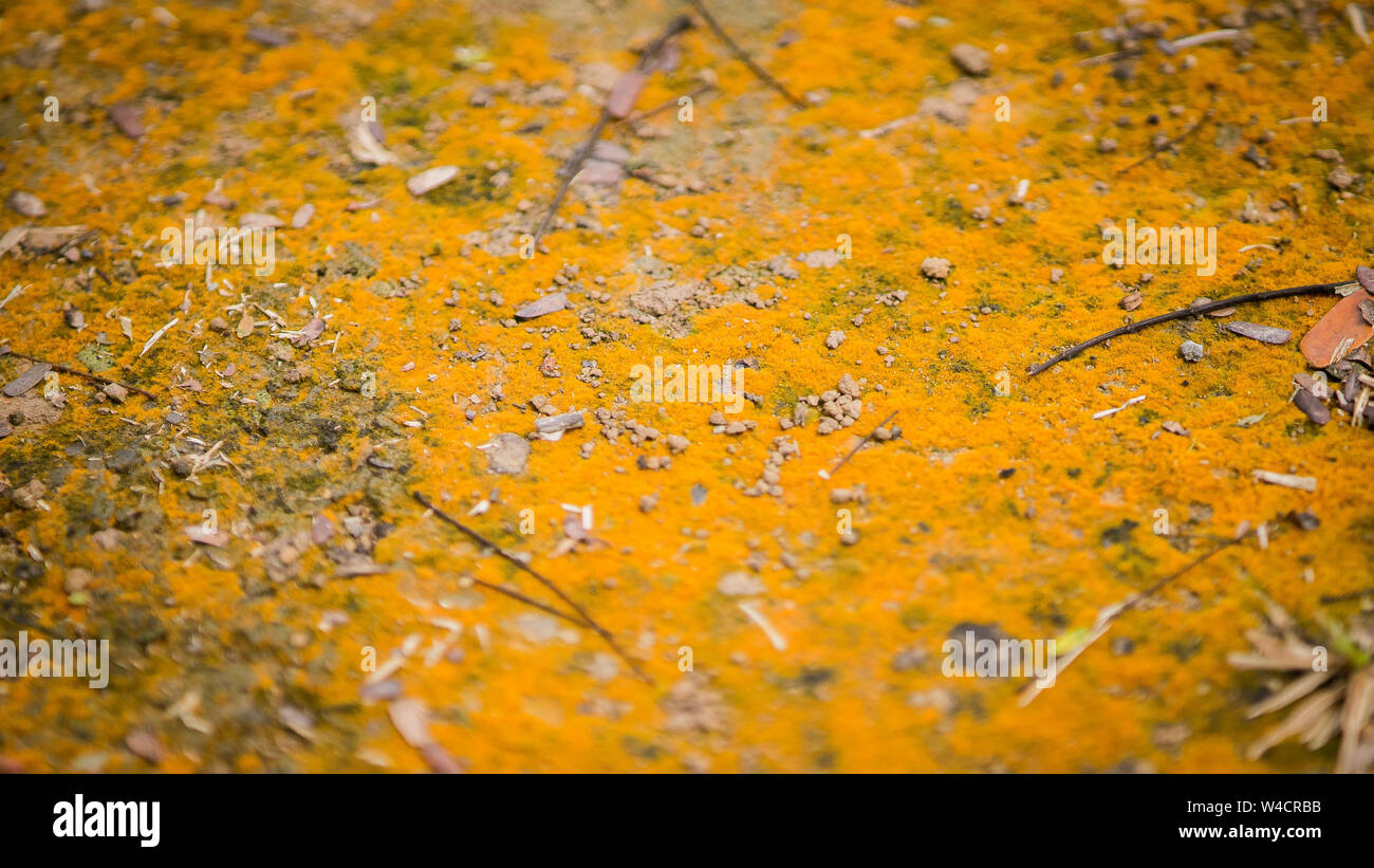 Moss texture. Moss background. Yellow moss on grunge texture ...