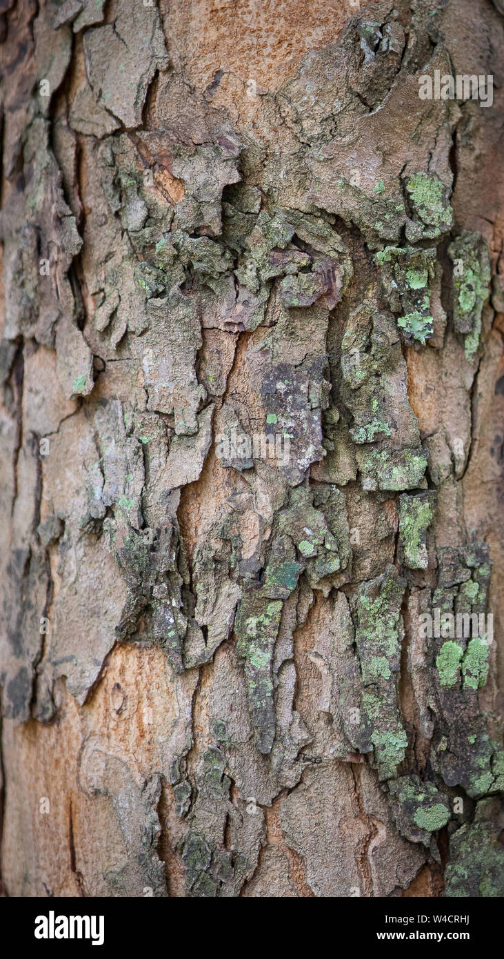 Texture of old tropical tree bark with green moss spots Stock Photo - Alamy