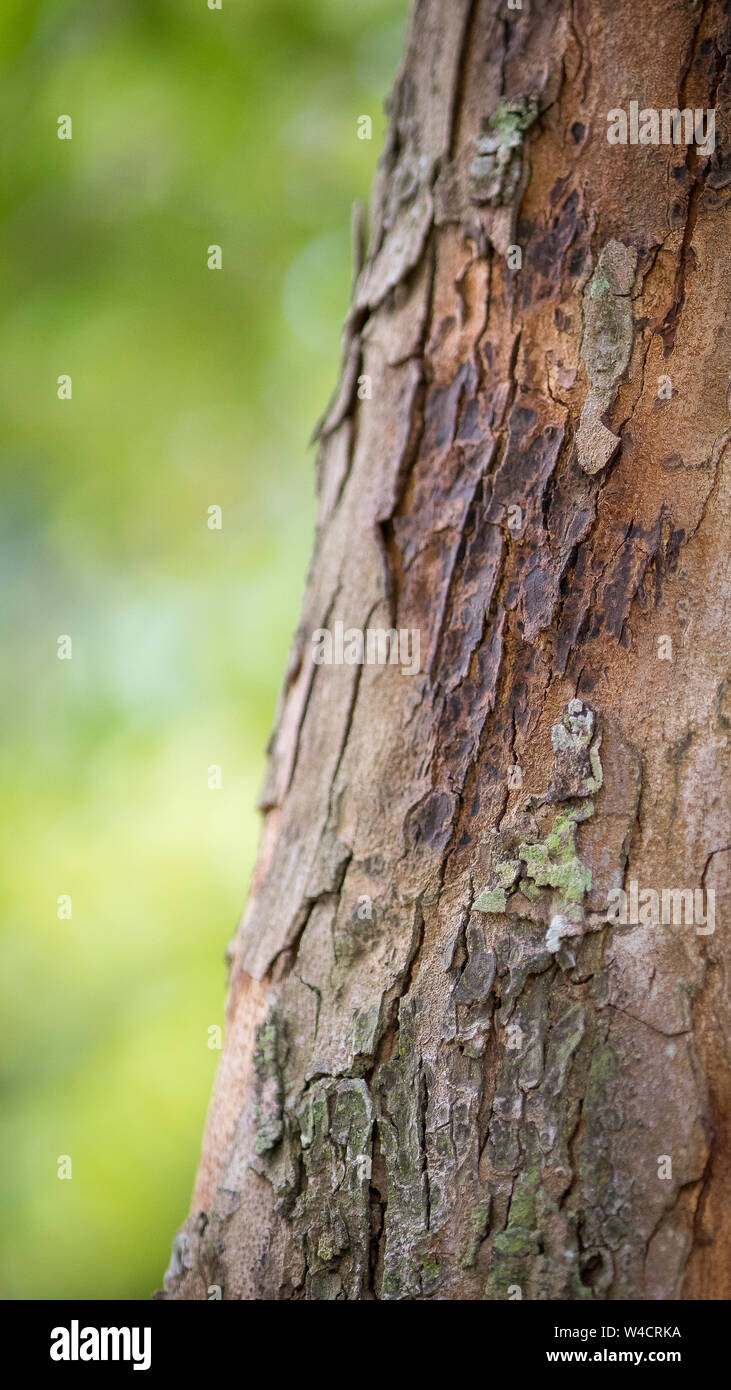 Texture of old tropical tree bark with green moss spots Stock Photo - Alamy