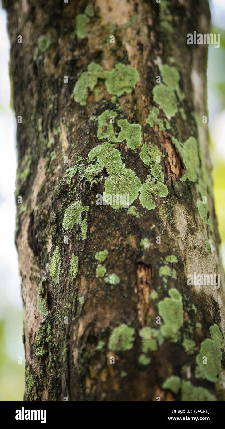 Texture of old tropical tree bark with green moss spots Stock Photo - Alamy