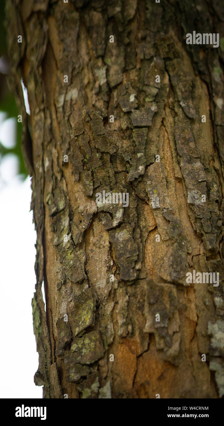 Moss spots hi-res stock photography and images - Alamy