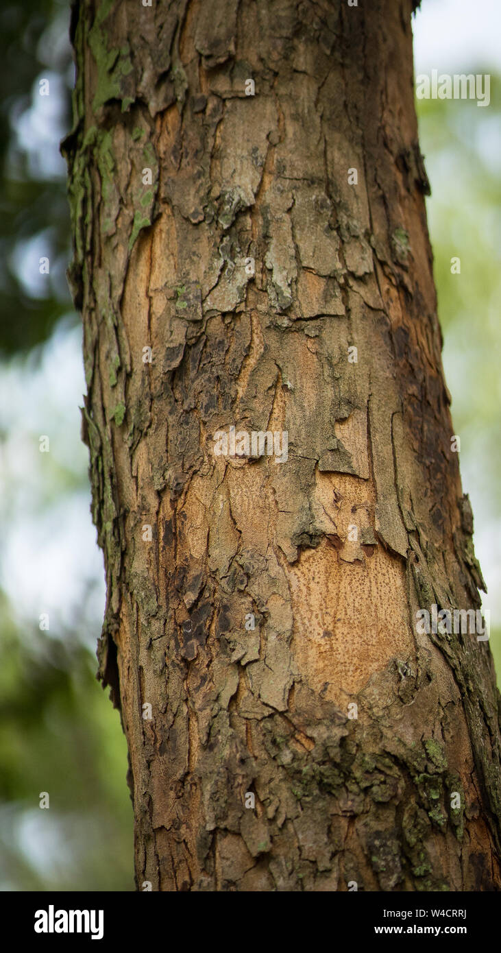 Texture of old tropical tree bark with green moss spots Stock Photo - Alamy
