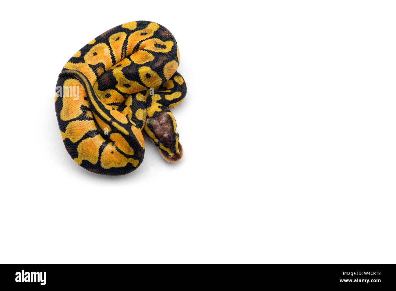 Snake eye beautiful Cut Out Stock Images & Pictures - Alamy