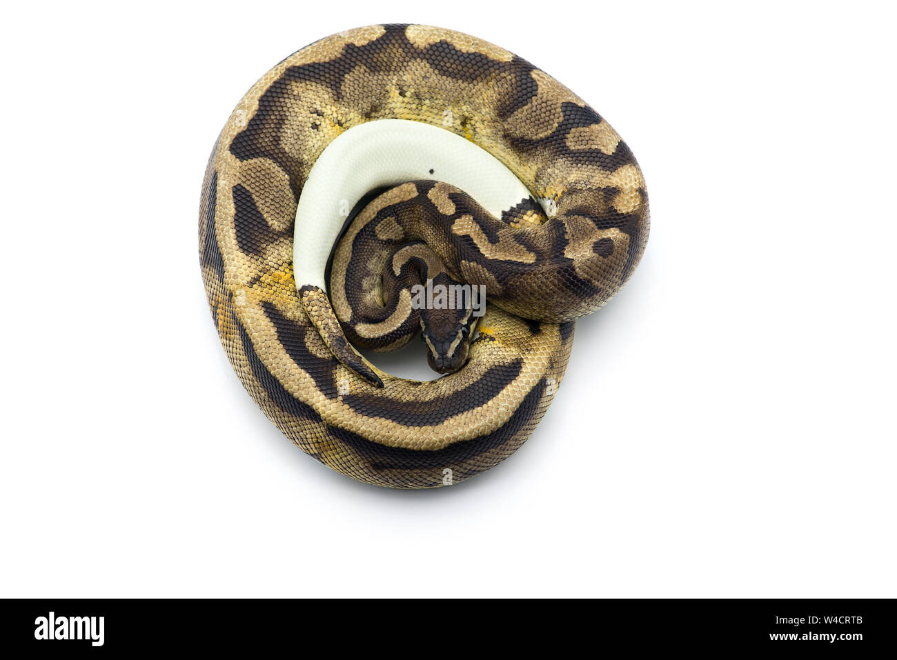 Snake eye beautiful Cut Out Stock Images & Pictures - Alamy