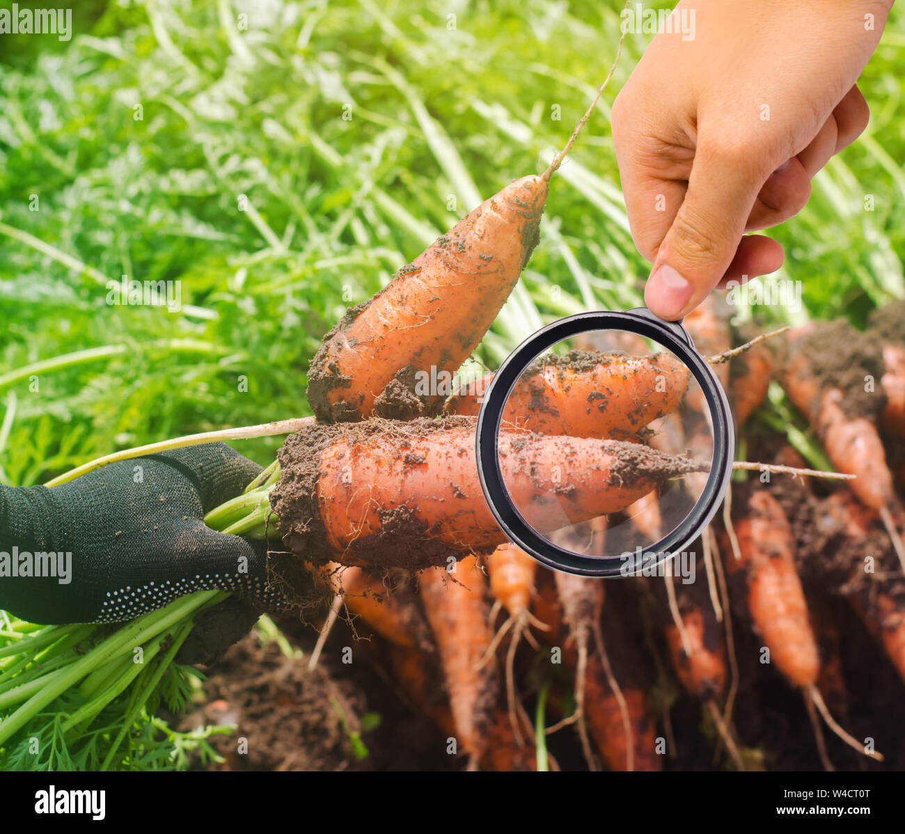 The food scientist checks the carrot for chemicals and pesticides ...