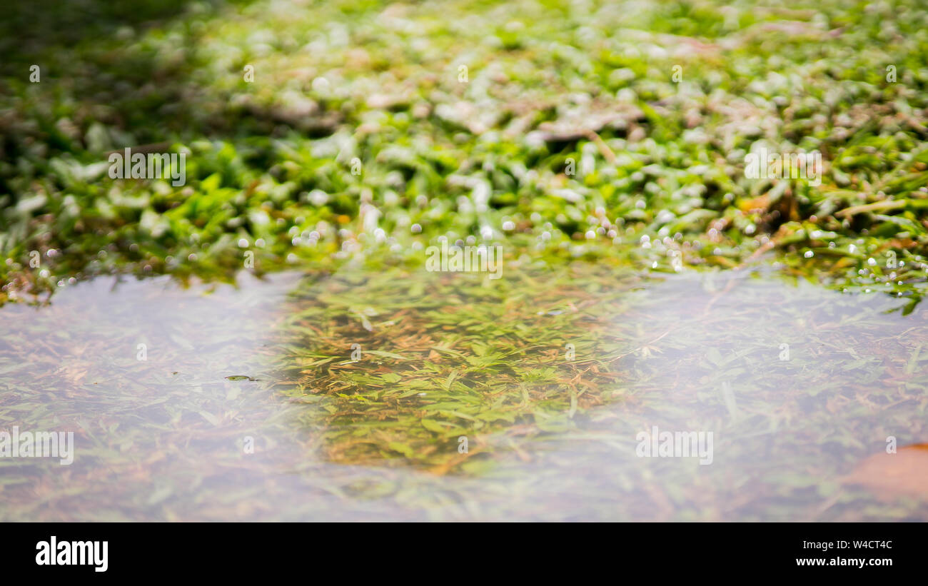 Plant rain puddle hi-res stock photography and images - Alamy