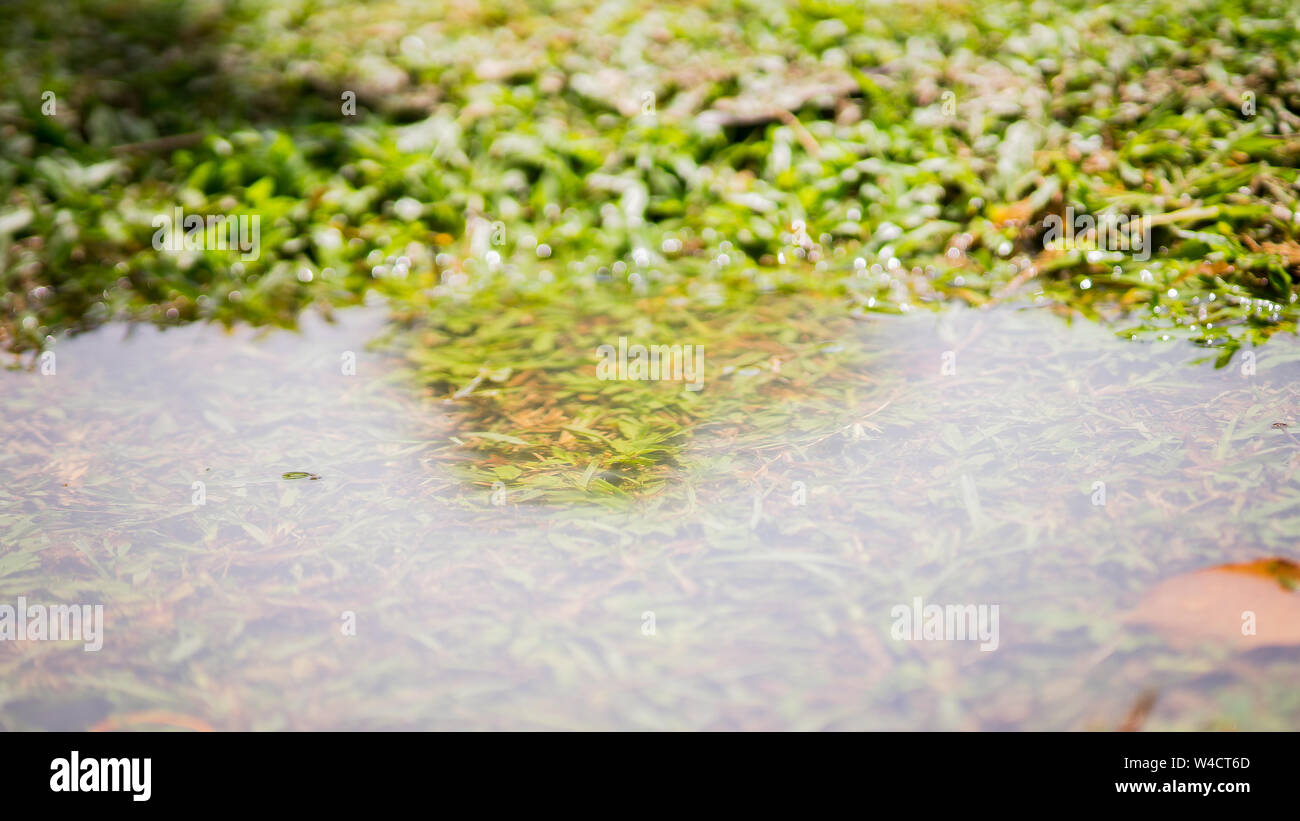 Plant rain puddle hi-res stock photography and images - Alamy