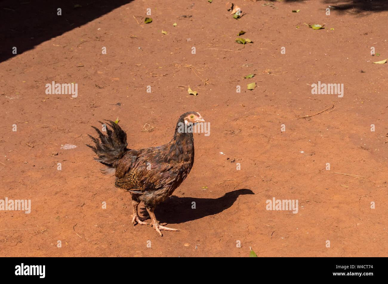 Portrait Of Brown Hen Standing On Floor. Closed Up Portrait Of Brown ...