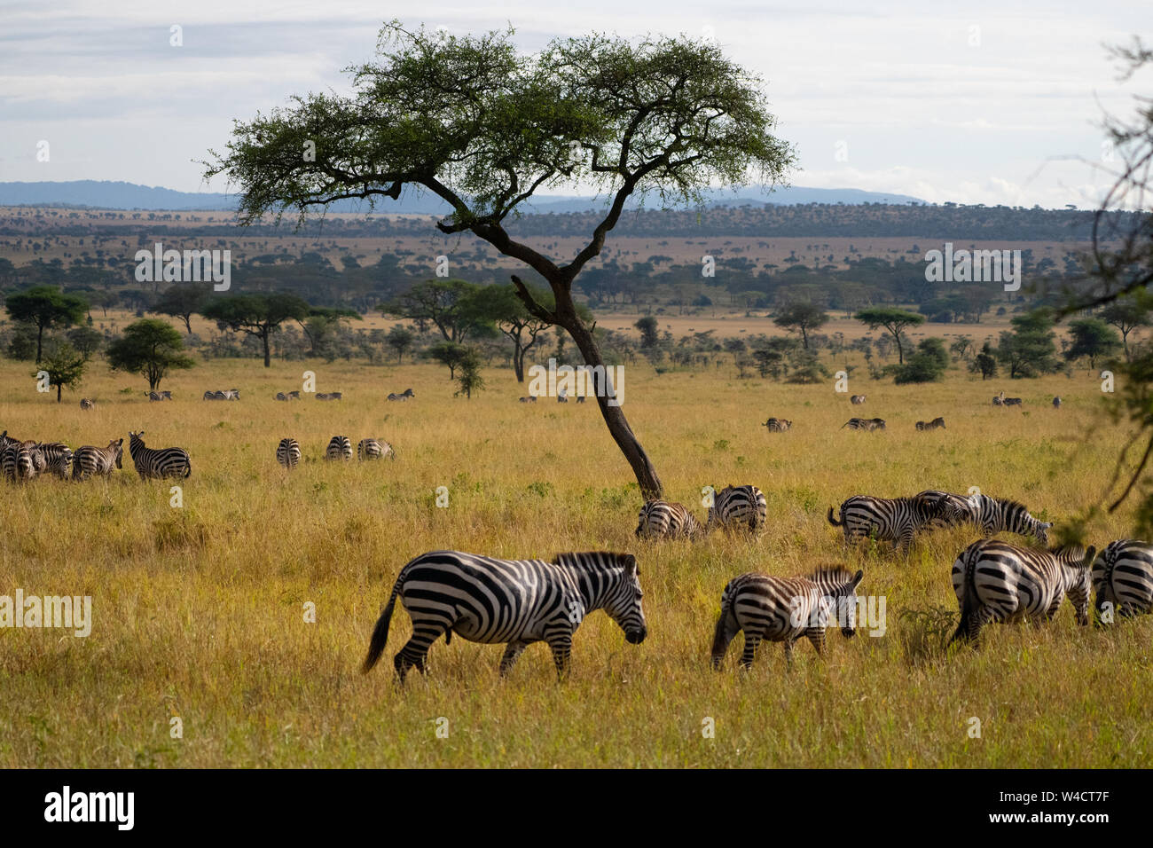 Annual migration of over one million white bearded (or brindled ...