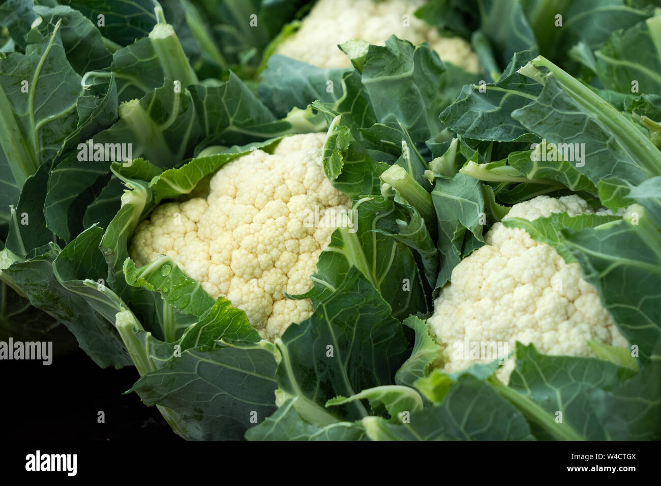Fresh cauliflower heads with leaves at farmers market Stock Photo - Alamy
