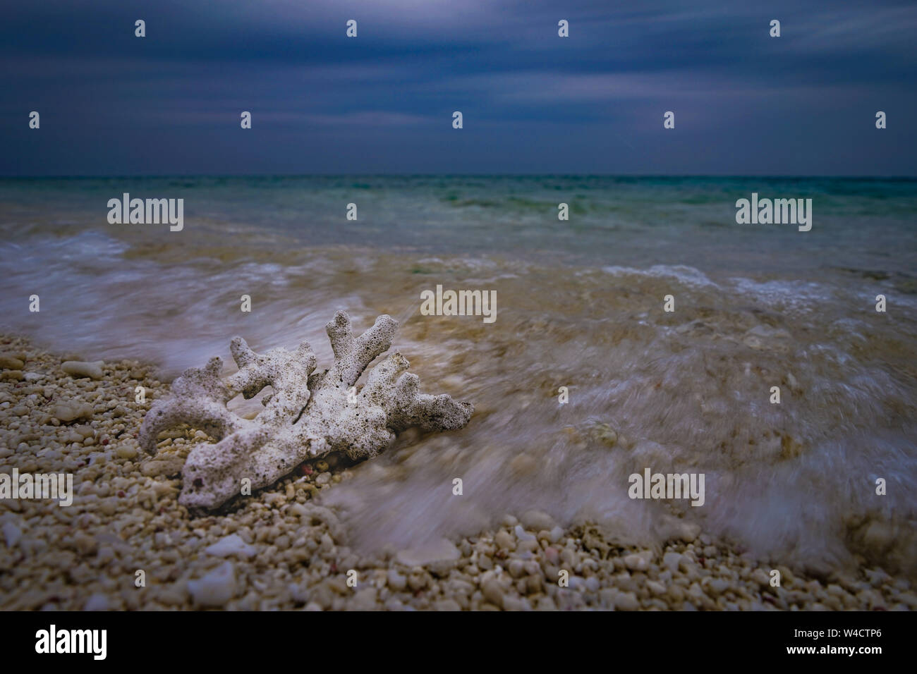 Dead coral hi-res stock photography and images - Alamy