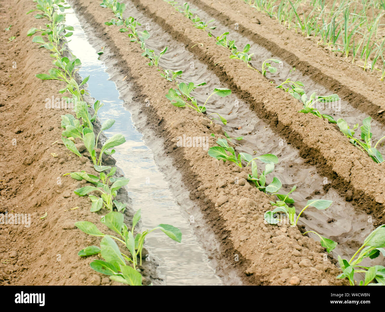 Irrigation of young cabbage in the field. Natural watering. Growing ...
