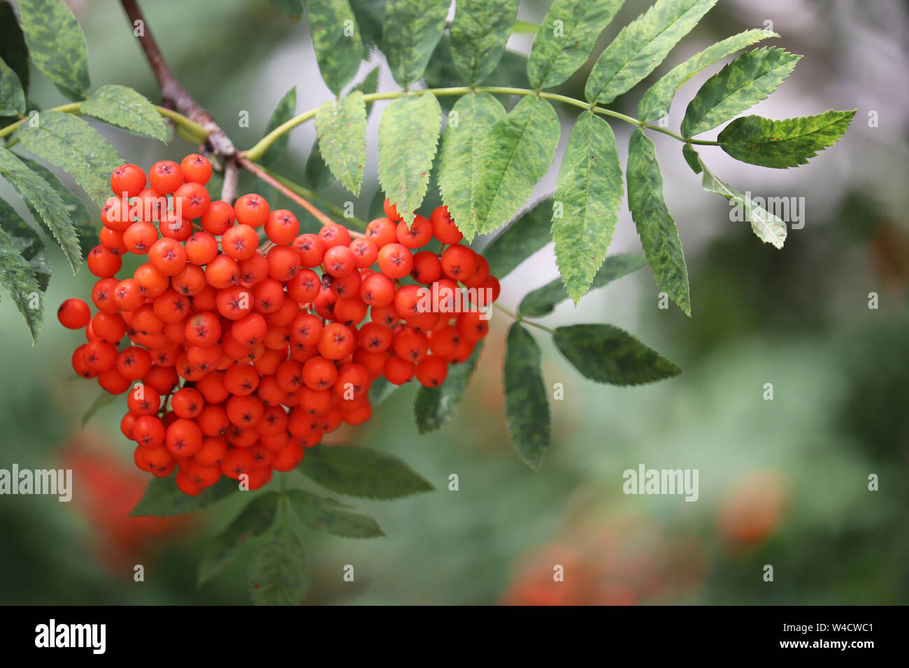 Clusters of berries hi-res stock photography and images - Alamy