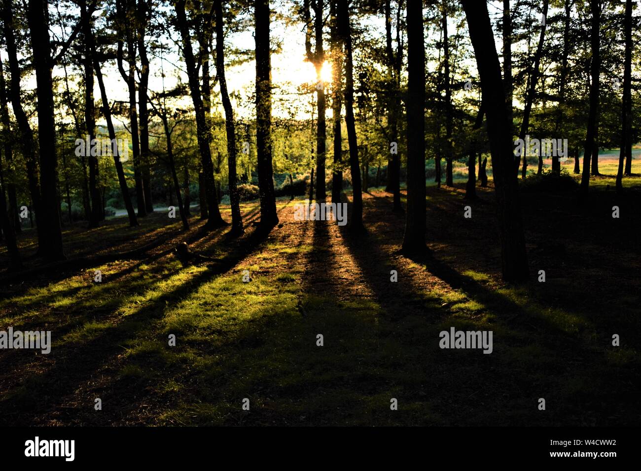 Green leaves in the sunset forest hi-res stock photography and images ...