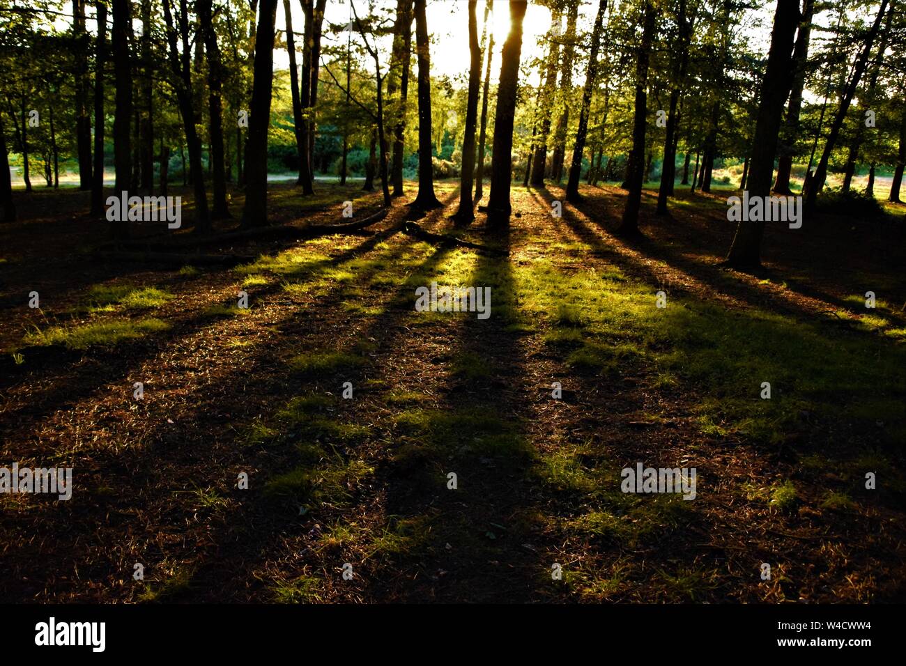 Green leaves in the sunset forest hi-res stock photography and images ...