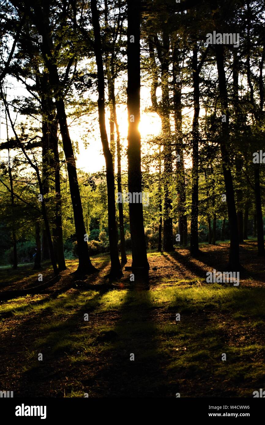 Sunset in the forest Stock Photo - Alamy
