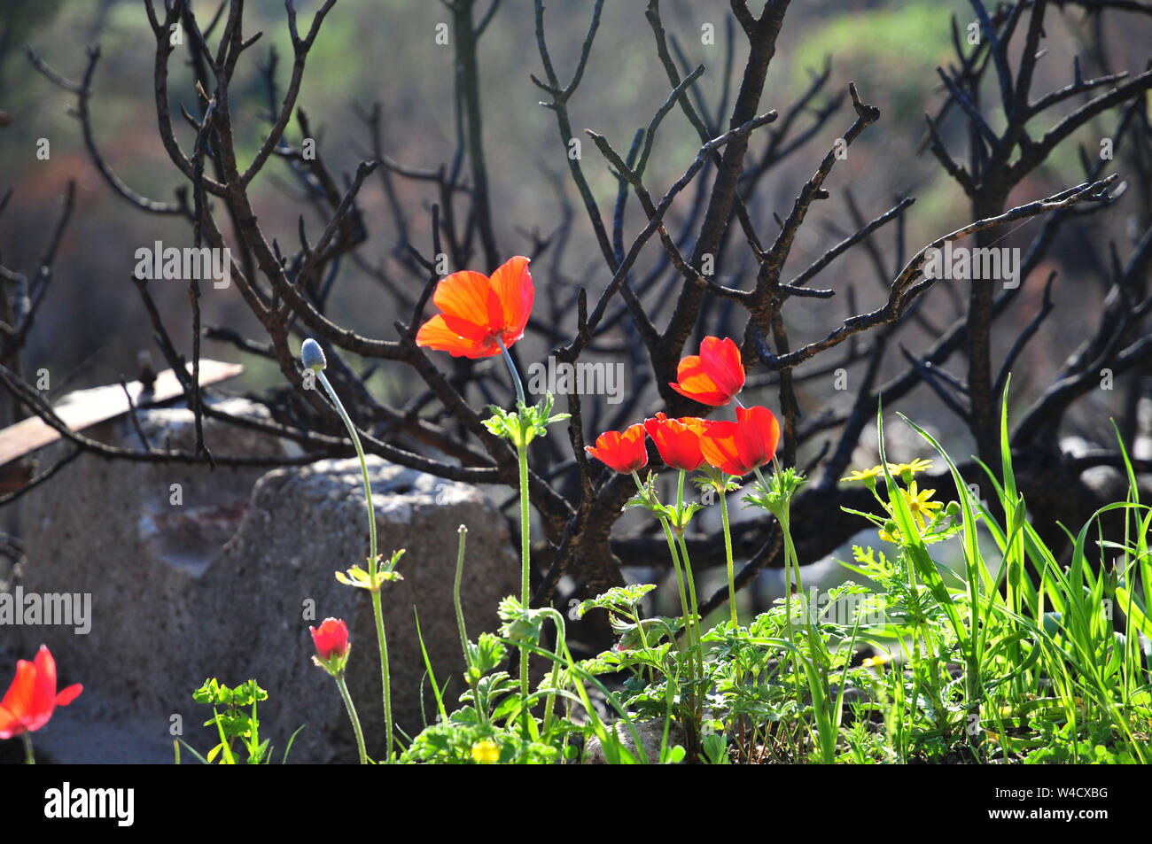 Wild flowers after forest fire hi-res stock photography and images - Alamy