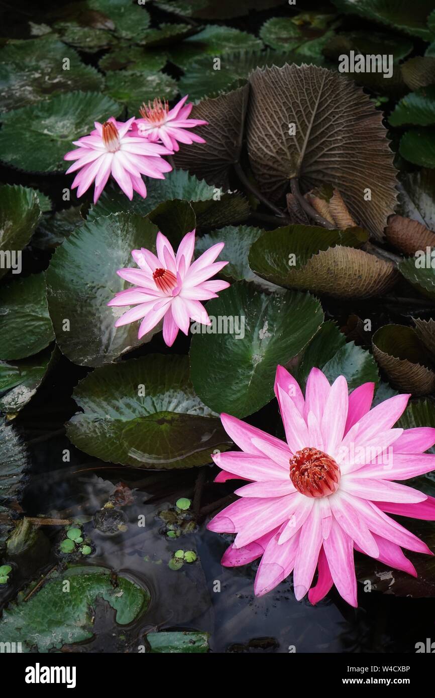 Tropical night bloom hi-res stock photography and images - Alamy