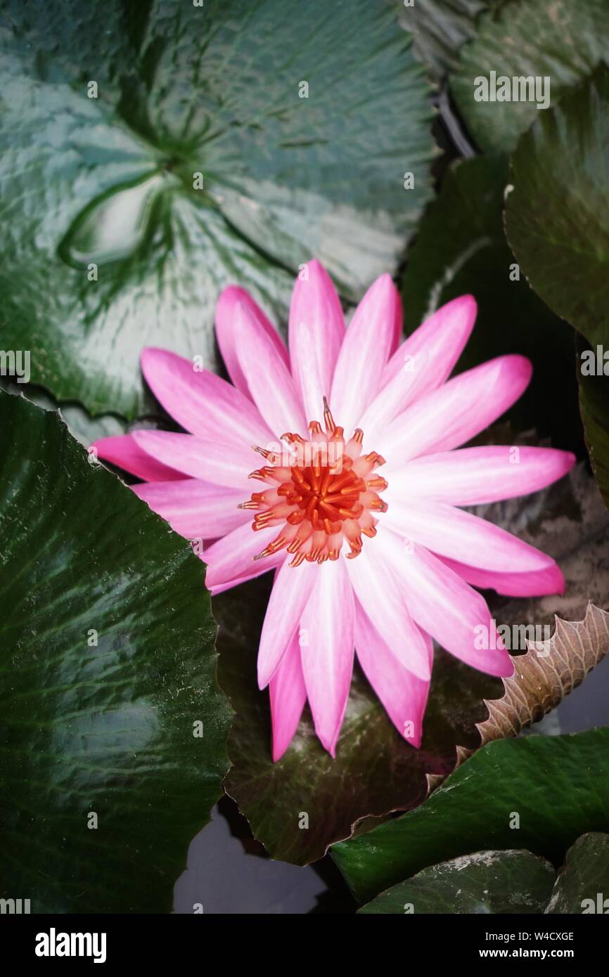 Red lotus flower hi-res stock photography and images - Alamy