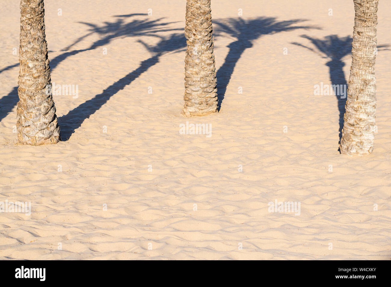 Three palm trees and their shadows on the sand beach Stock Photo - Alamy