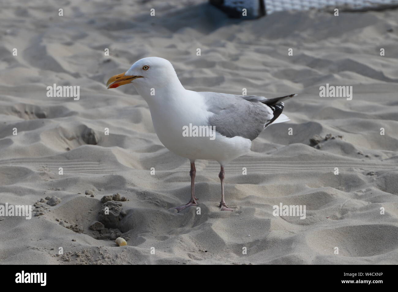 Seagull side view bird hi-res stock photography and images - Alamy