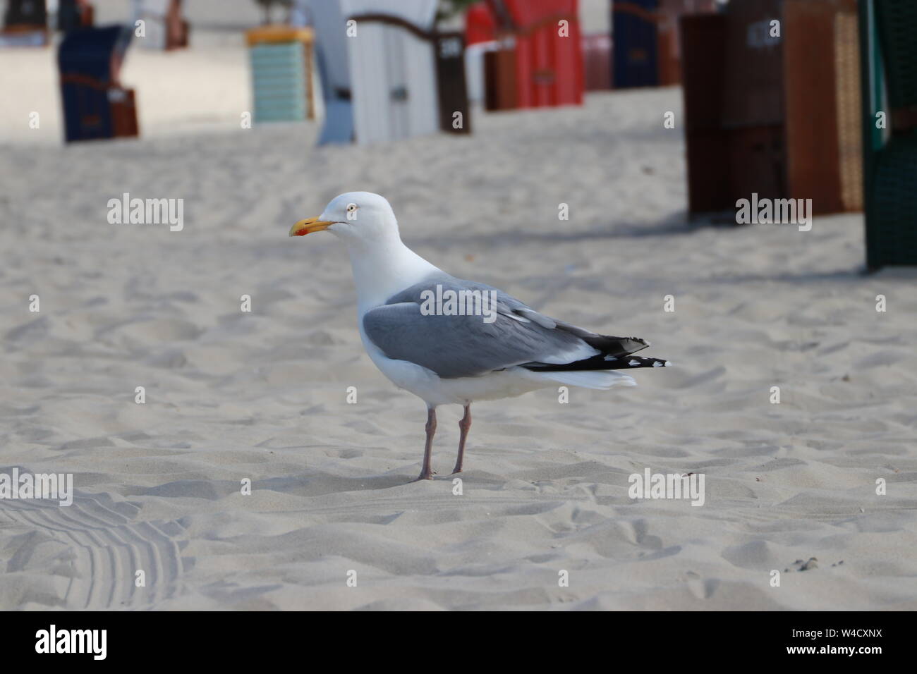 Seagull side view bird hi-res stock photography and images - Alamy