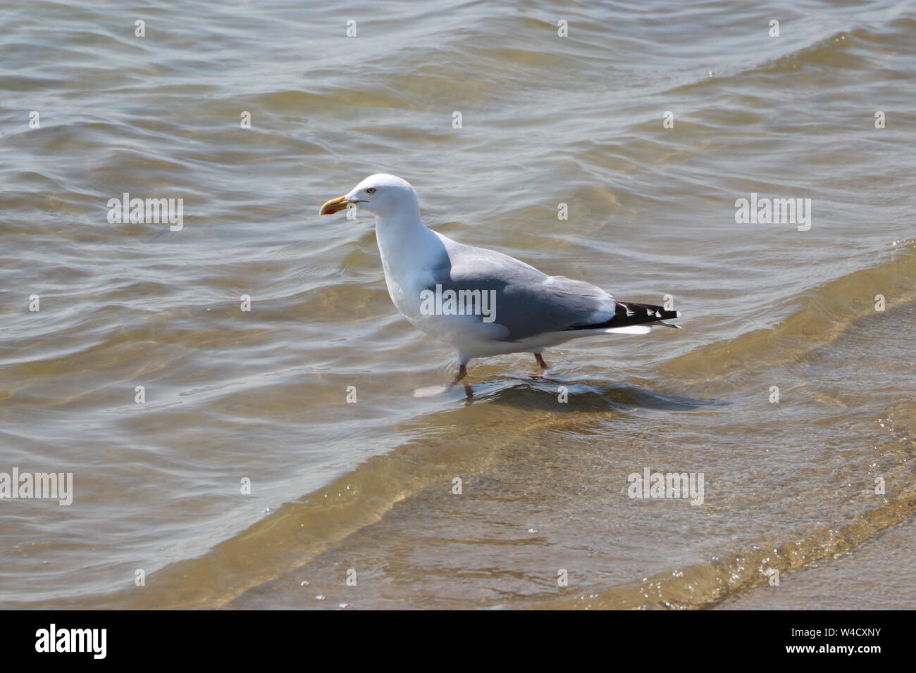 Seagull side view bird hi-res stock photography and images - Alamy
