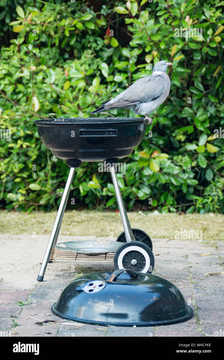 Feral pigeon garden uk hi-res stock photography and images - Alamy