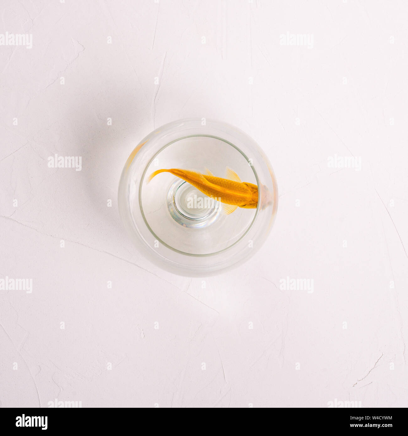 Orange fish swims alone in hi-res stock photography and images - Alamy