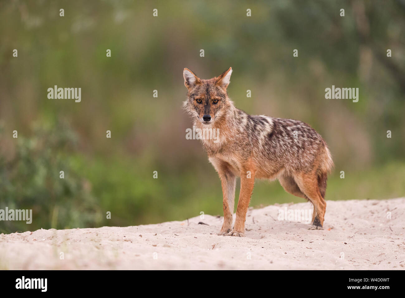 Jackel hi-res stock photography and images - Alamy