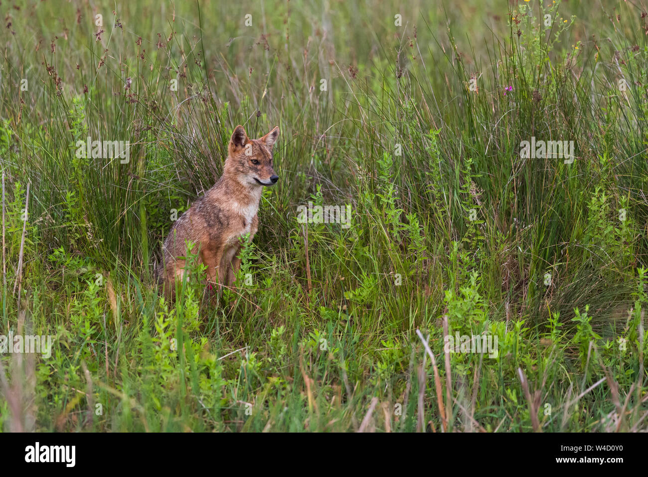 Jackel hi-res stock photography and images - Alamy