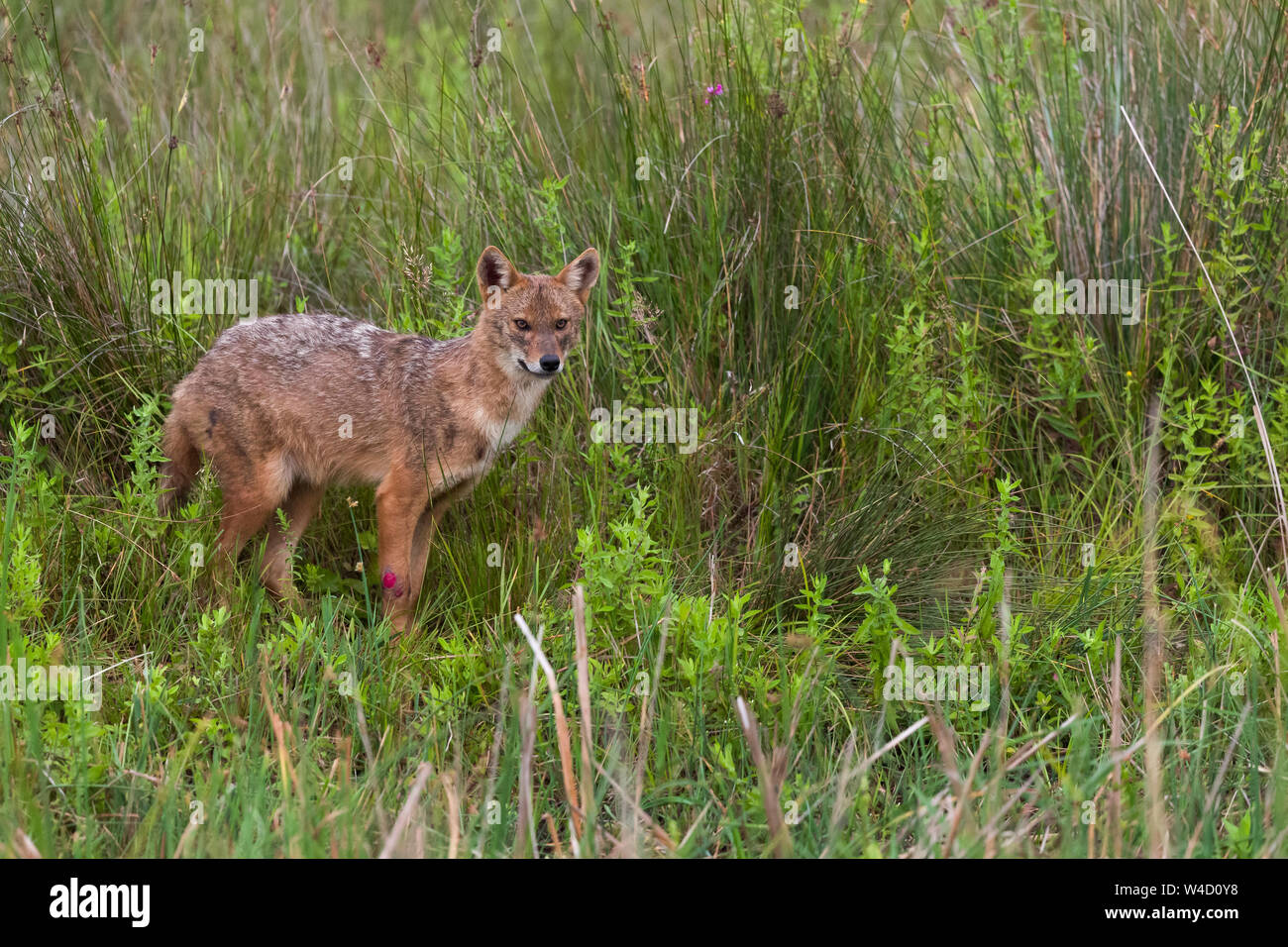 Jackel hi-res stock photography and images - Alamy
